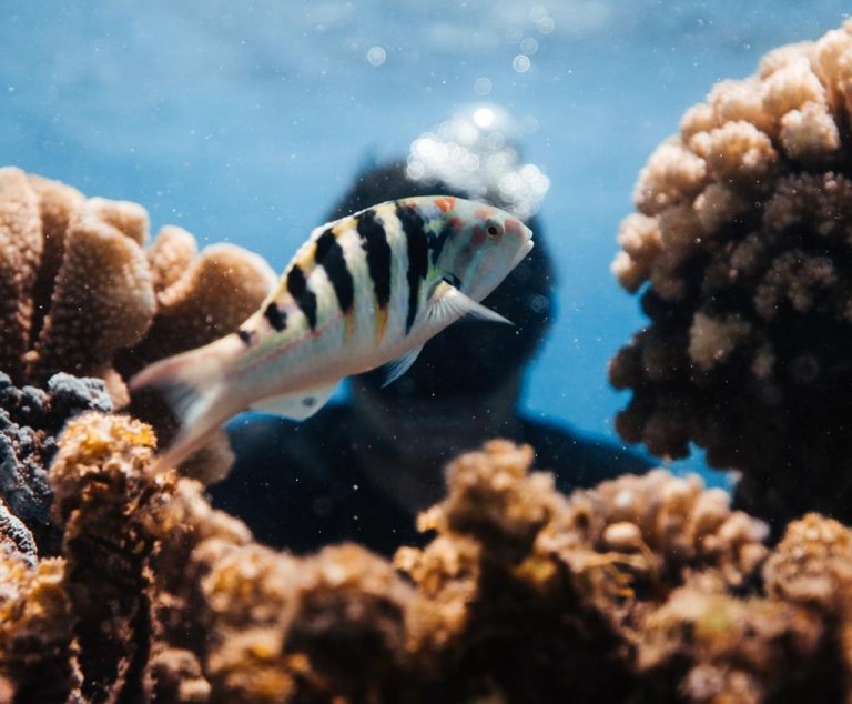 Windstar Cruises en colaboración con Coral Gardeners | Cruising Journal Windstar Cruises en colaboración con Coral Gardeners | Cruising Journal